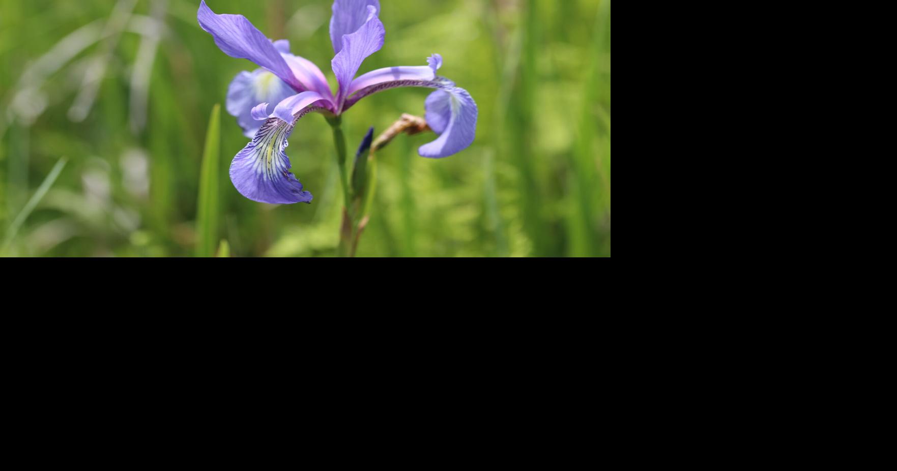 A laybrinth of nature at the Peter Folger Homestead | Environment | ack.net