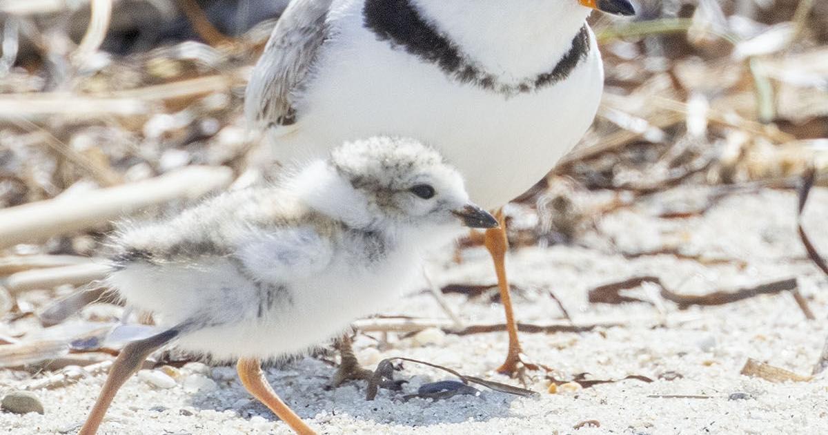 Eight Piping Plover at Smith’s Point Sunday | Lifestyle | ack.net