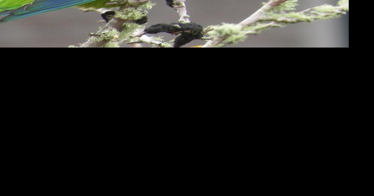 Monk Parakeet a surprising yard bird | Lifestyle | ack.net