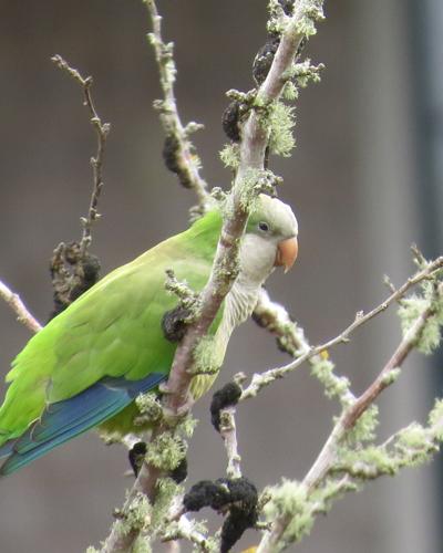 Monk Parakeet a surprising yard bird | Lifestyle | ack.net