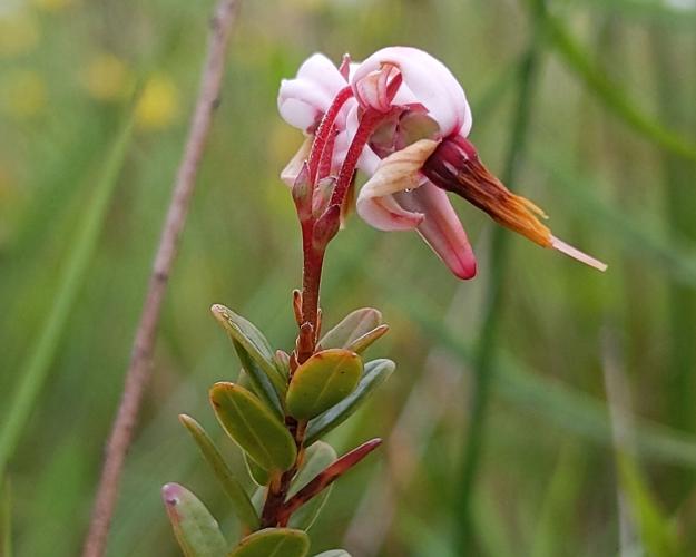 Sunset stroll: Cranberry bogs in bloom | Environment | ack.net