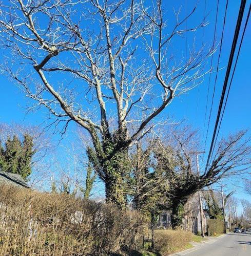 Time to assess winter tree damage | Lifestyle | ack.net