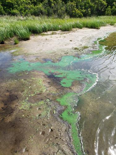 Harmful algae blooms in four island ponds | Environment | ack.net
