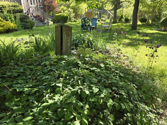 Perennial plants for dry shade | Lifestyle | ack.net