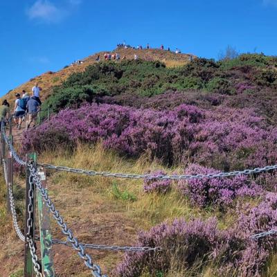 Abundant moisture the key to growing healthy heather | Lifestyle | ack.net