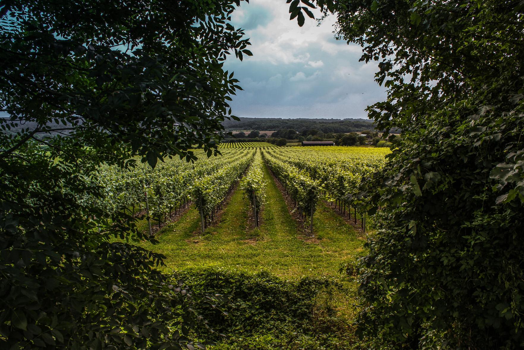 The Noble Grape: Chardonnay, the queen who rules the world | Eat ...
