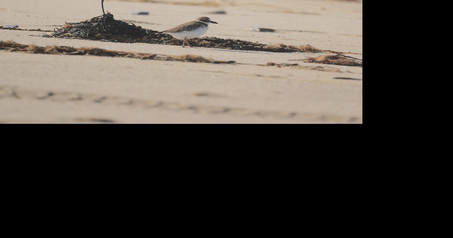Wilson’s Plover an ultra-rare sight | Lifestyle | ack.net