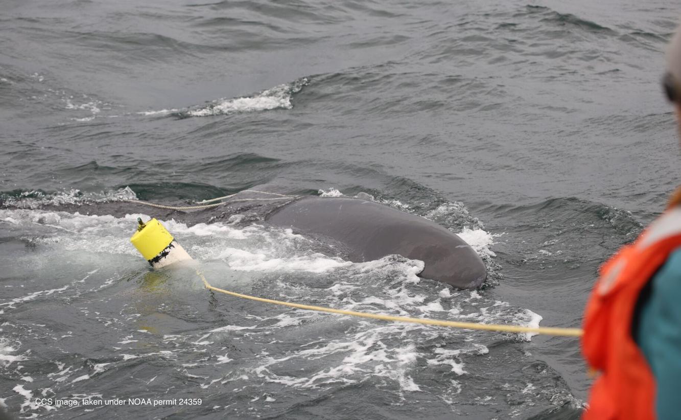 Entangled North Atlantic right whale in Cape Cod Bay | Environment ...