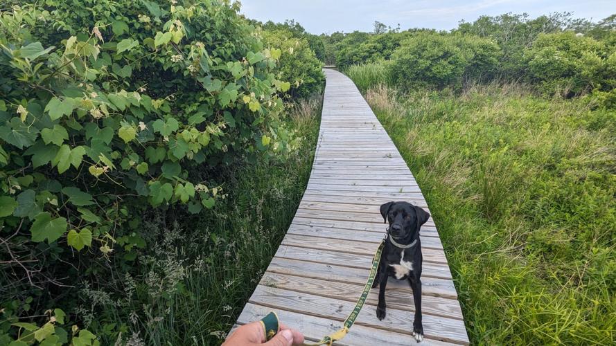 A laybrinth of nature at the Peter Folger Homestead | Environment | ack.net
