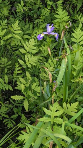 A laybrinth of nature at the Peter Folger Homestead | Environment | ack.net
