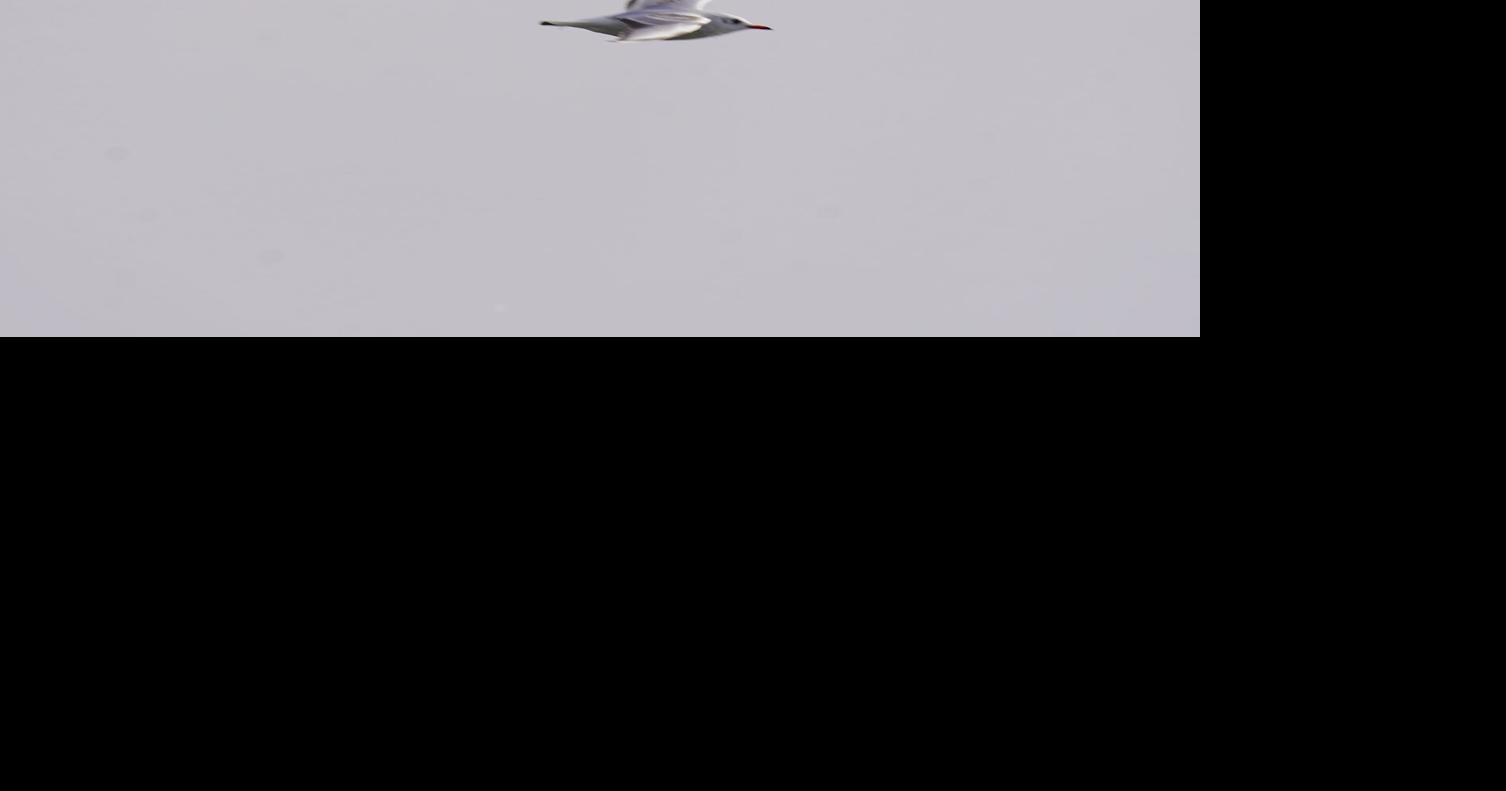 Rare Black-headed Gull at Sesachacha Pond Sunday | Lifestyle | ack.net