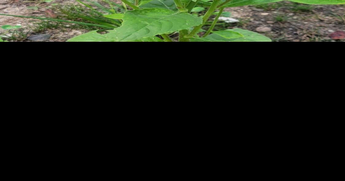 Palette of native Nantucket plants broad, deep and colorful | Lifestyle ...