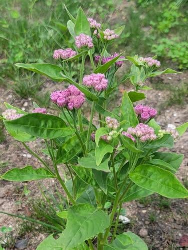 Palette of native Nantucket plants broad, deep and colorful | Lifestyle ...