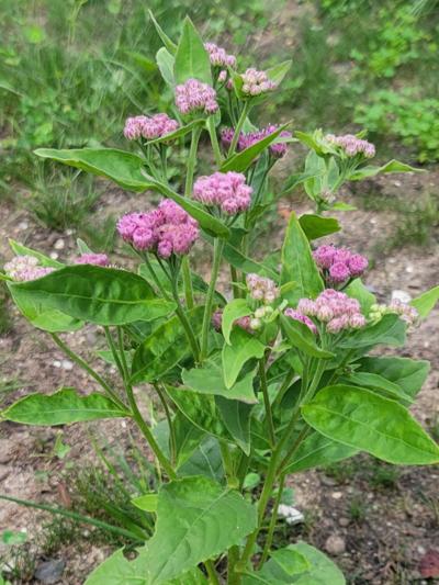 Palette of native Nantucket plants broad, deep and colorful | Lifestyle ...