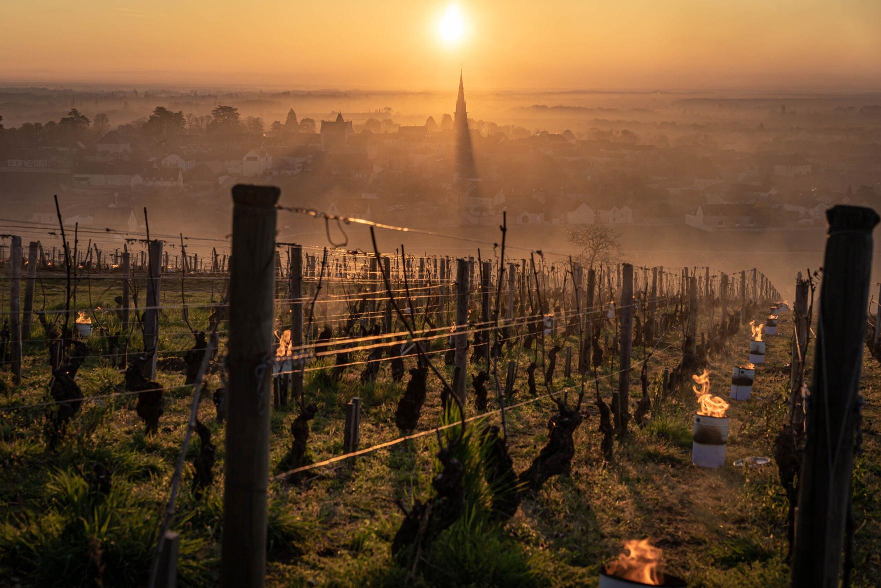 The Noble Grape: Chardonnay, the queen who rules the world | Eat ...