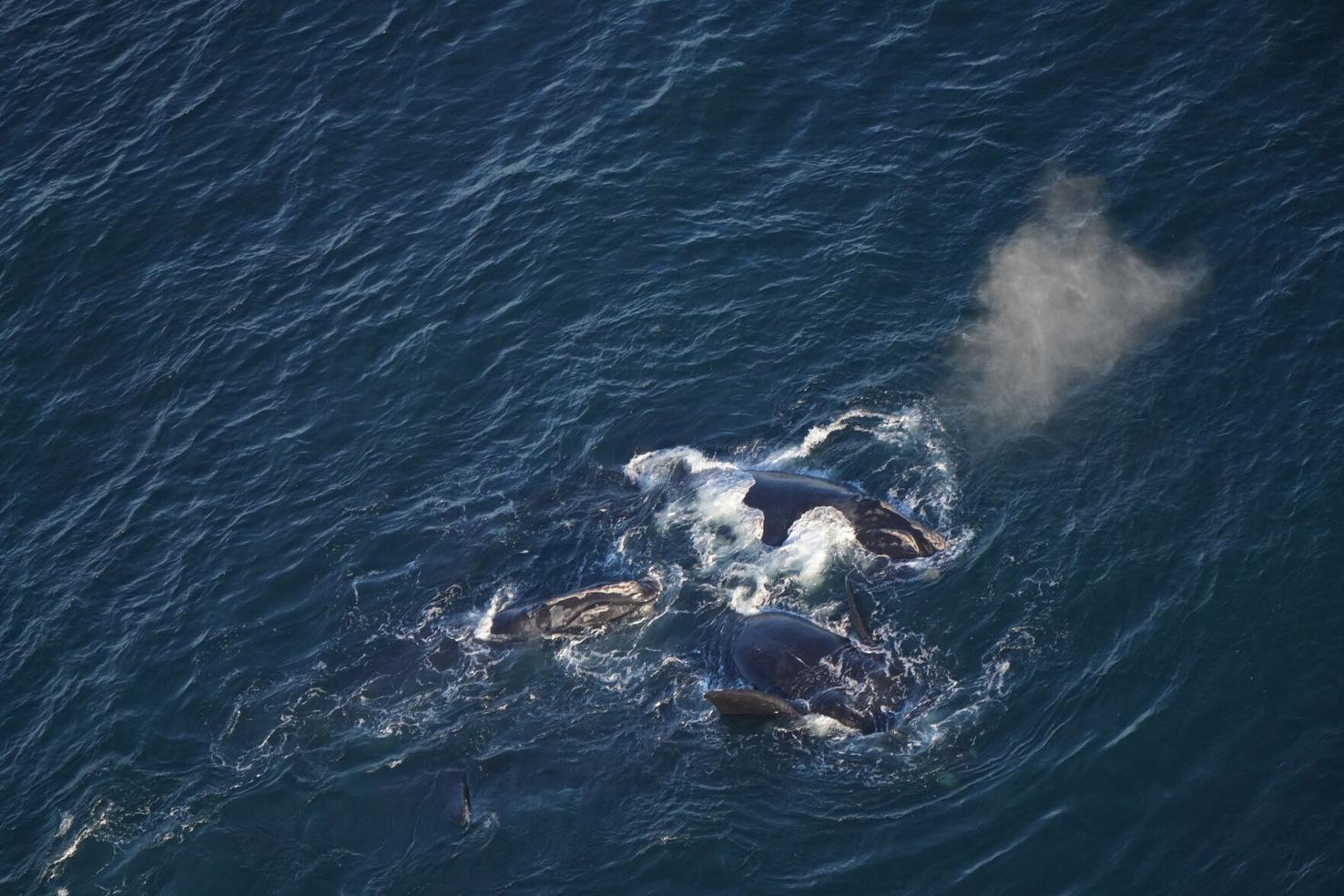 More right whales spotted south of Nantucket | Environment | ack.net