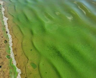 Harmful algae blooms at seven island ponds | Environment | ack.net