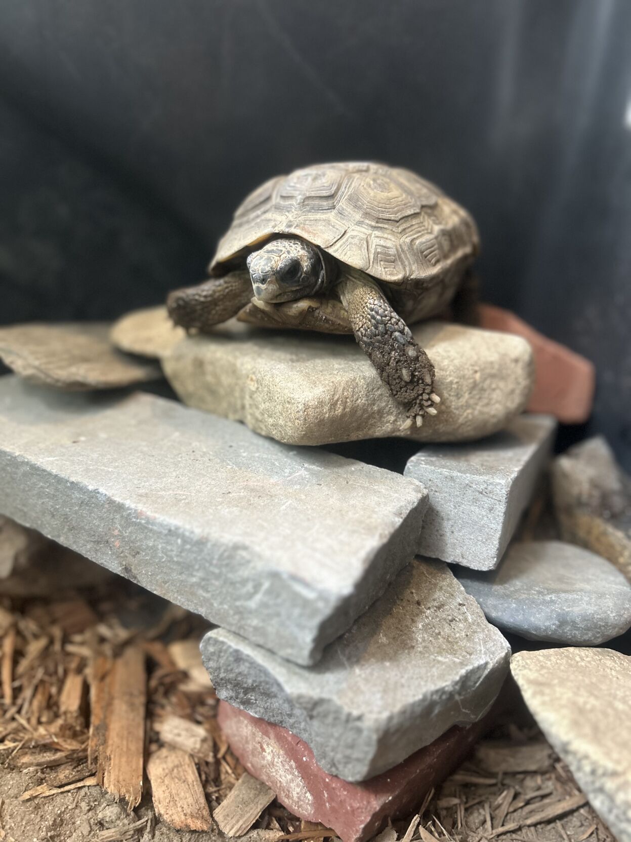 Turtle time: Cub Scouts create tortoise habitats for Maria Mitchell ...