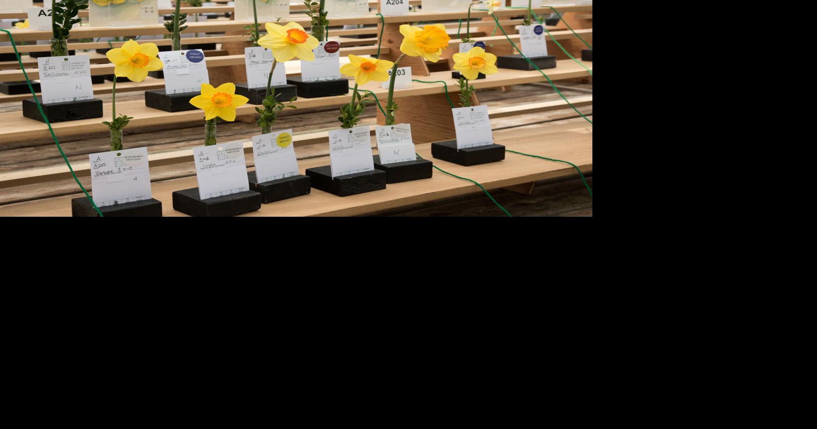 Nantucket Daffodil Flower Show April 26 and 27 | Arts & Entertainment ...