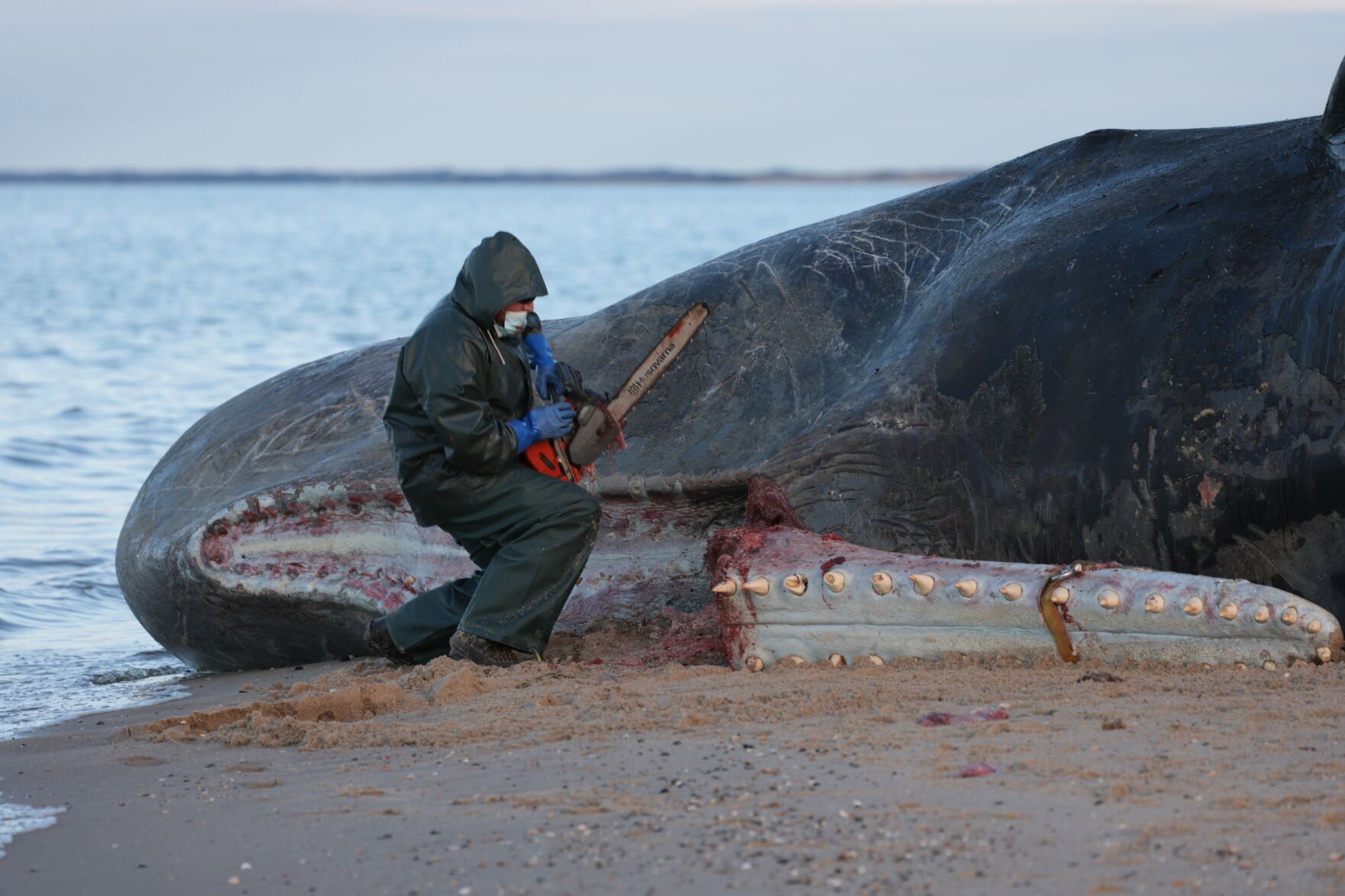 Lower jaw removed from sperm whale, plans afoot to move behemoth from ...