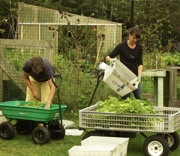 Reducing waste: Tackling food insecurity through gleaning | Business | ack.net