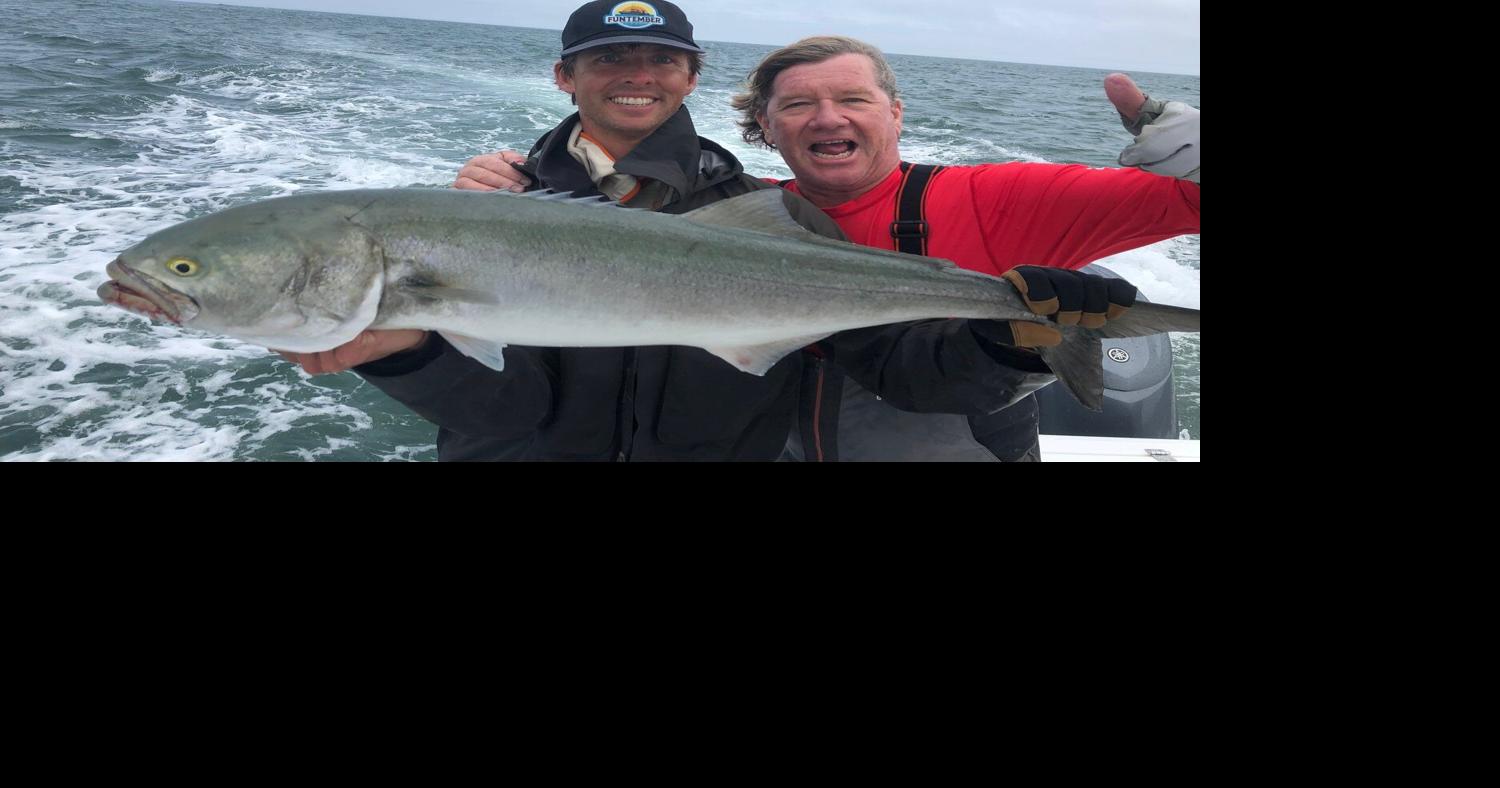 Big bluefish spotted in Chord of the Bay | Sports | ack.net
