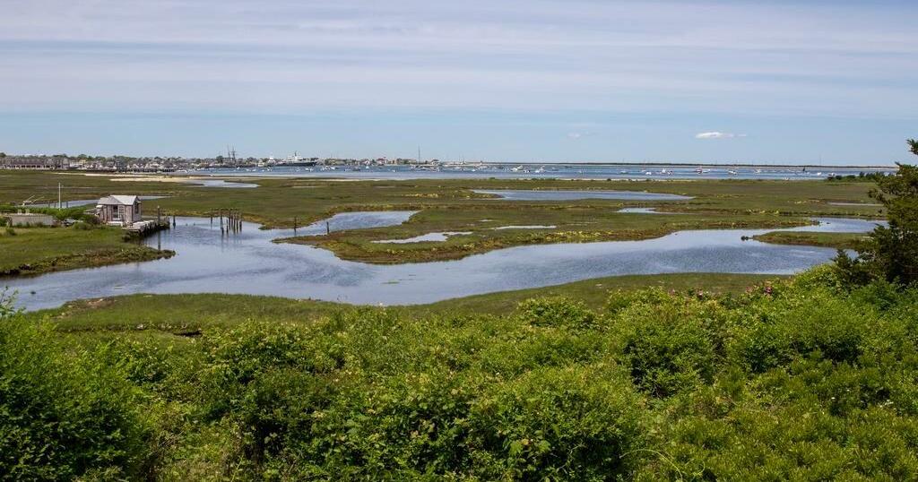 Rising Sea Levels: Saltwater marshes can be tool for coastal resiliency ...