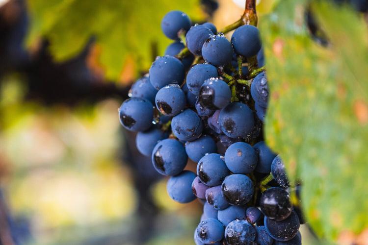 The sun saved Malbec | Lifestyle | ack.net