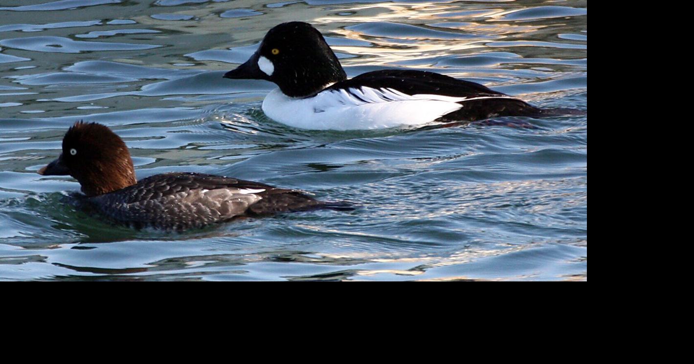 Common Goldeneyes go for a swim | Lifestyle | ack.net