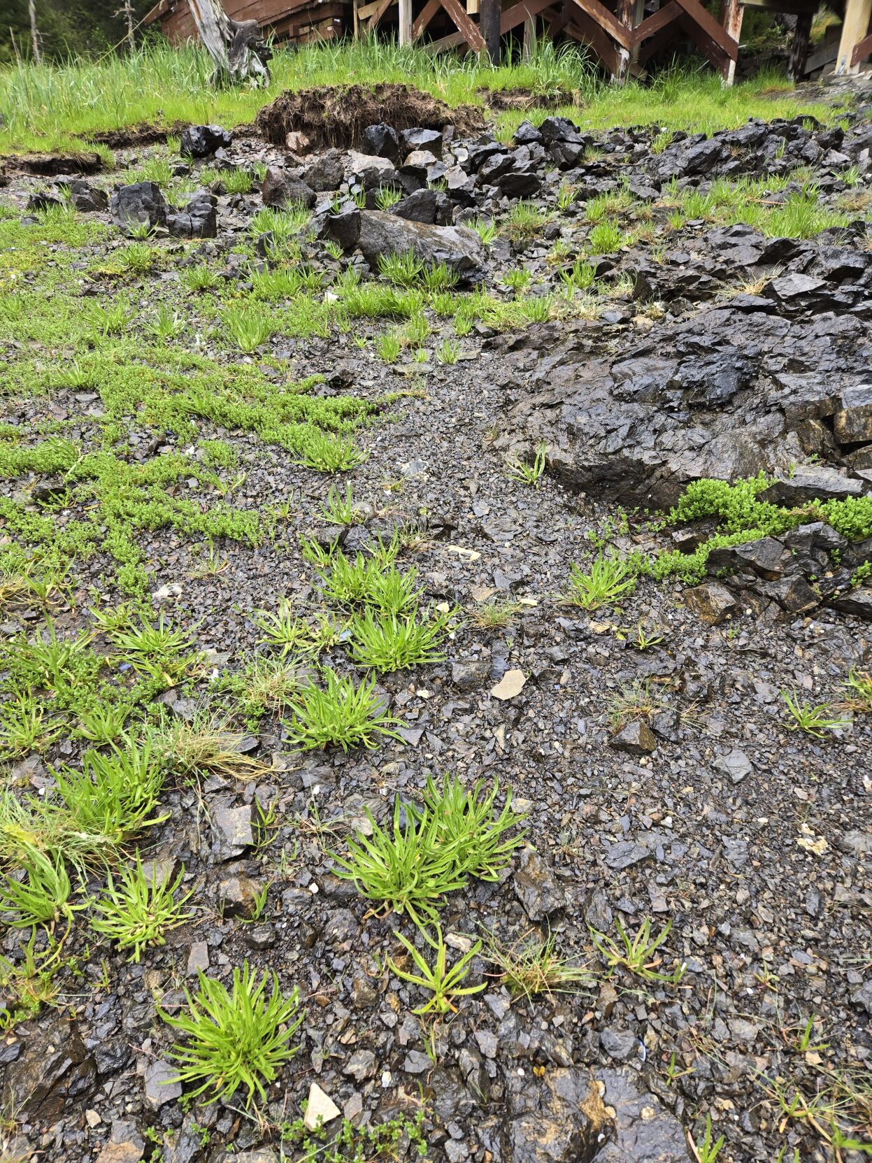 Chow time: Native edible plants in your landscape | Lifestyle | ack.net