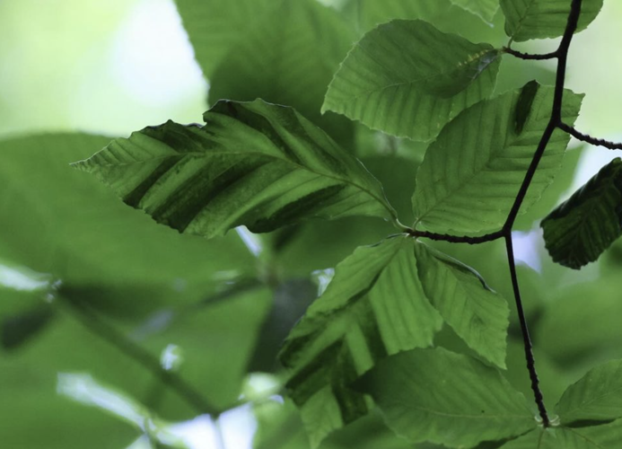 First indications of beech leaf disease detected on island ...
