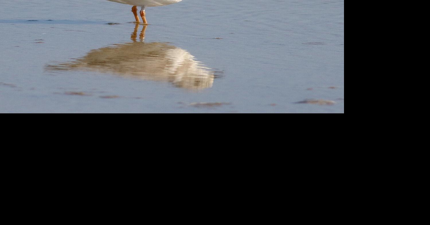 Piping Plovers return to Dionis Beach | Lifestyle | ack.net