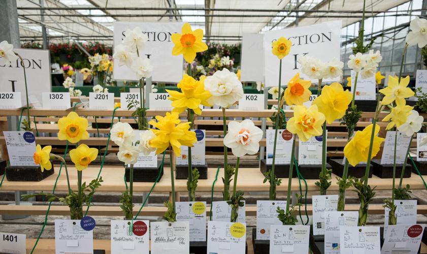 Daffodil Flower Show returns to Bartlett’s April 27 and 28 | Lifestyle ...