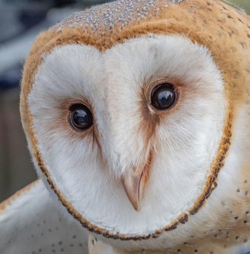 A most productive fall for Barn Owls | Lifestyle | ack.net