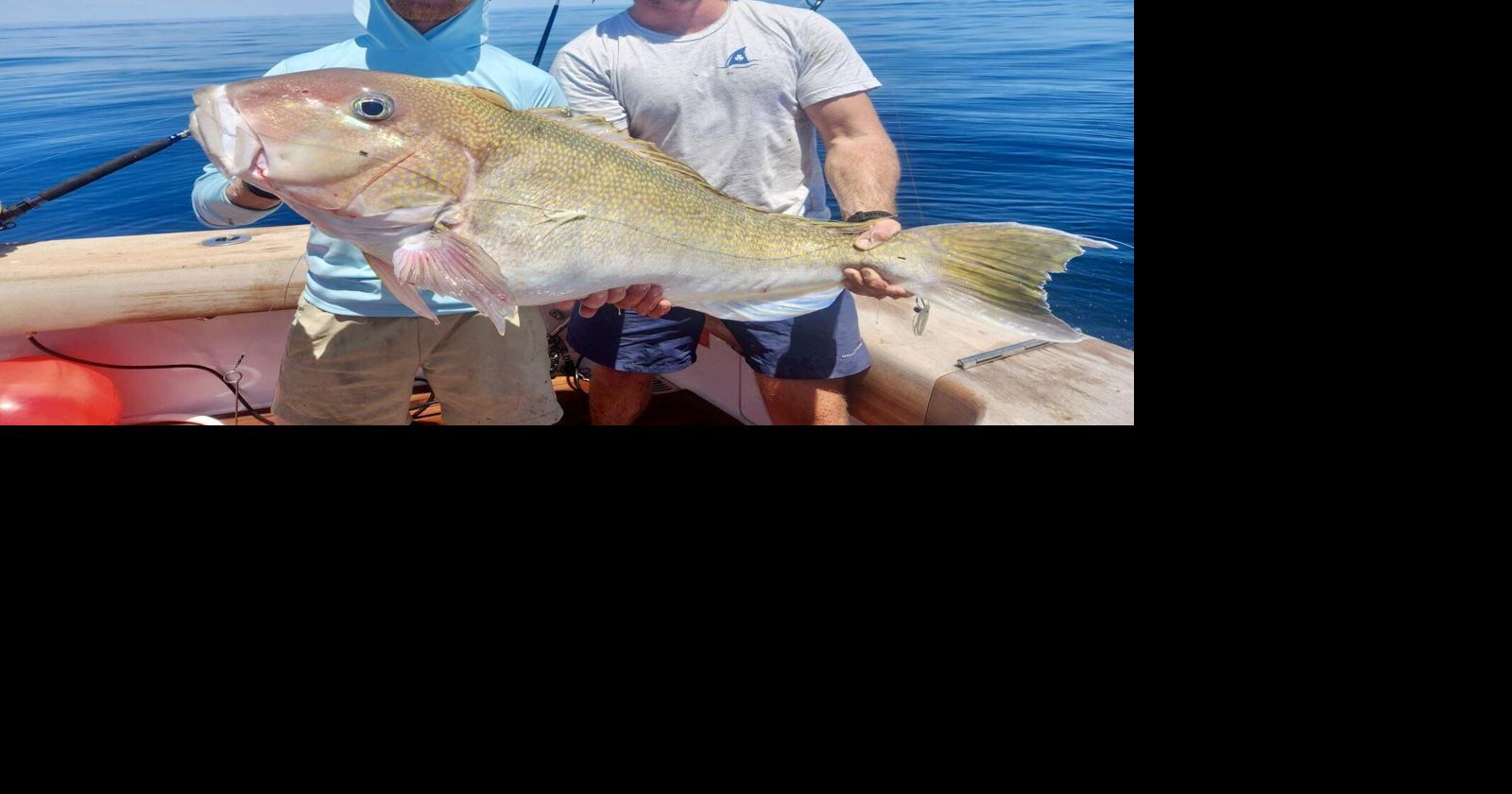 Magnificent golden tilefish reeled in from the depths | Lifestyle | ack.net