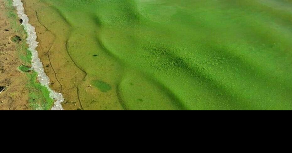 Two harmful algae blooms in Hummock Pond | Happening Now | ack.net