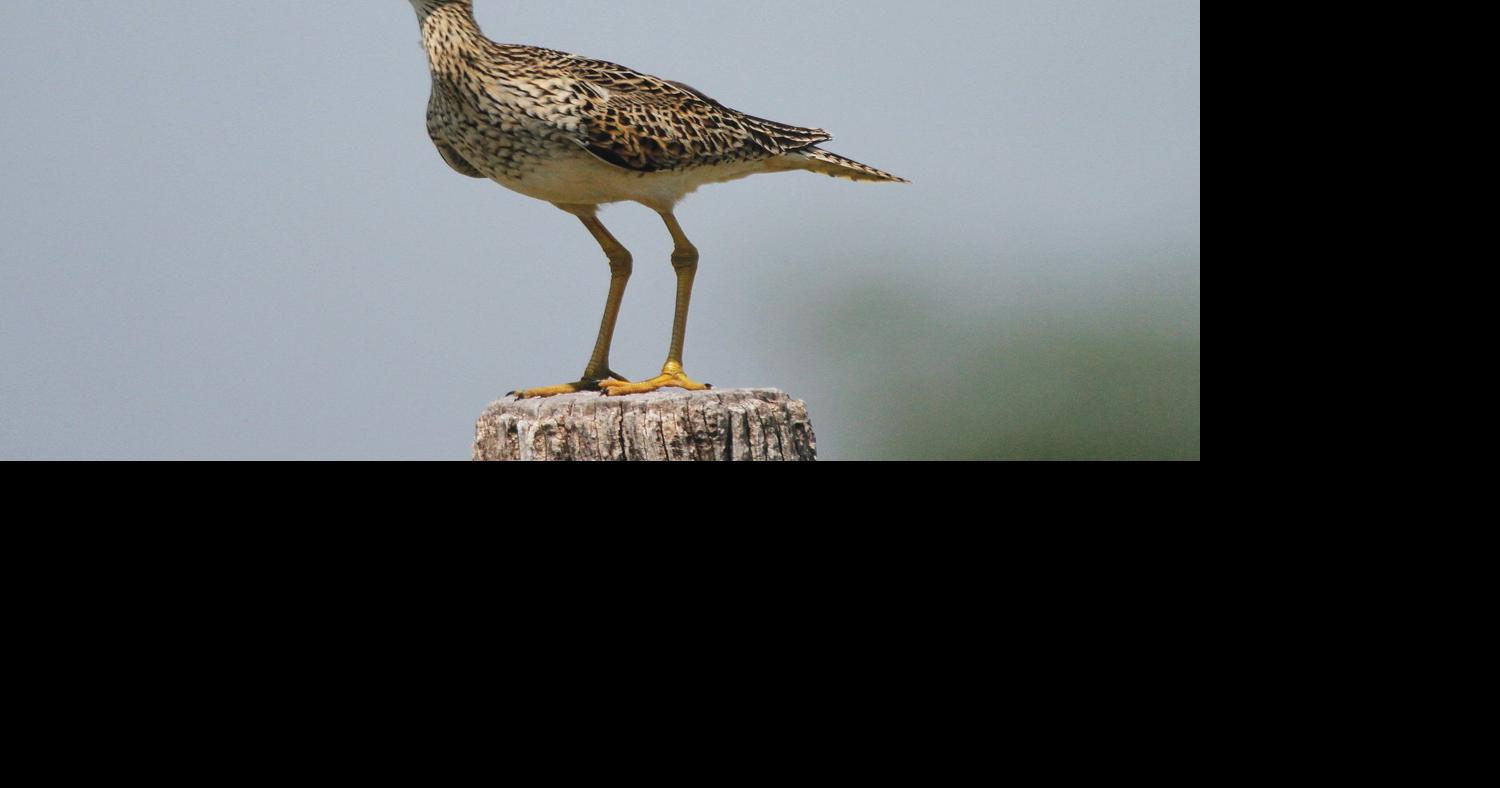 Rare upland sandpiper spotted in Head of the Plains | Lifestyle | ack.net