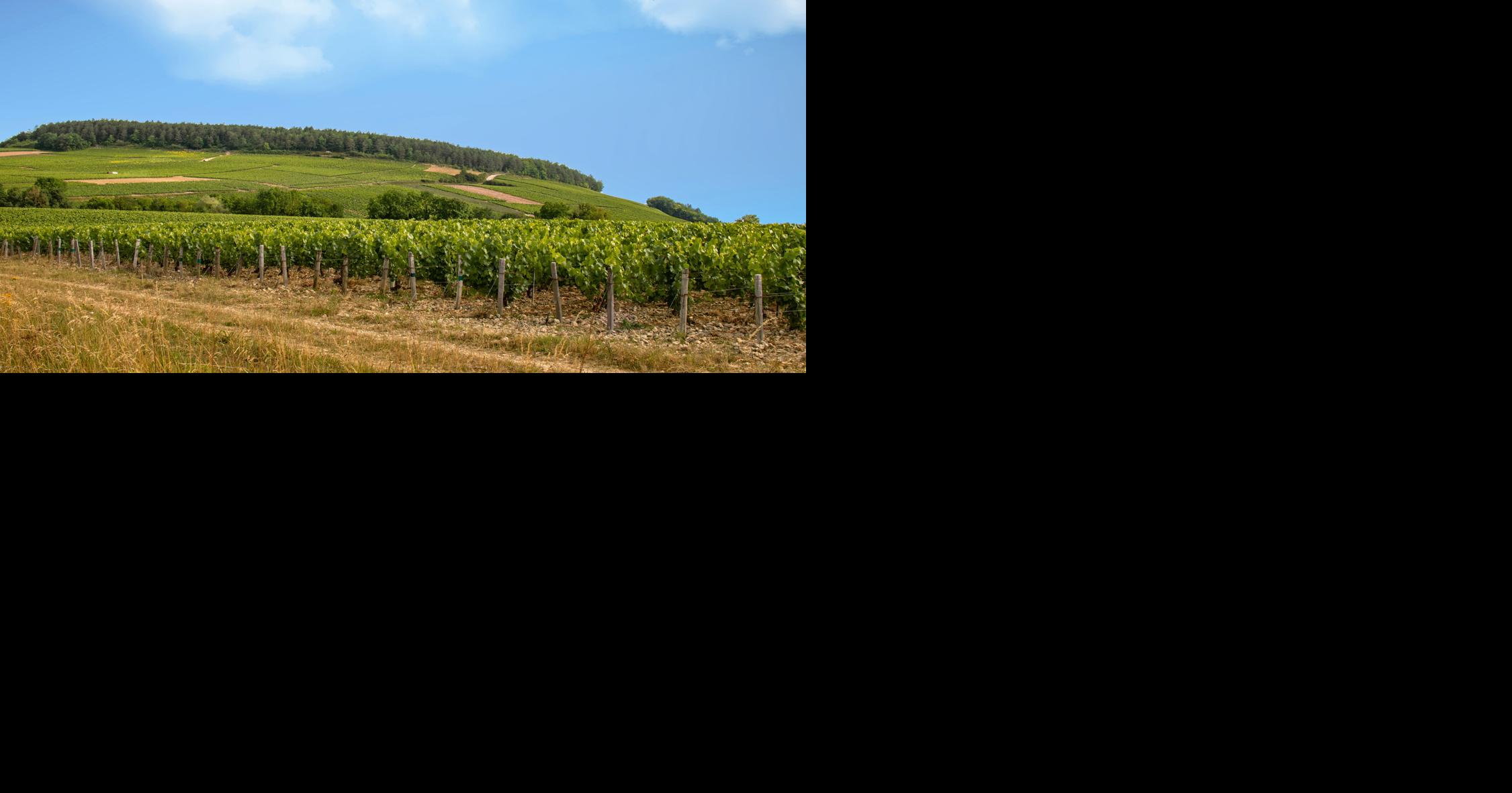 The Noble Grape: Chardonnay, the queen who rules the world | Eat ...
