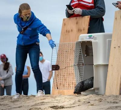 Marine mammal rescue training Saturday at Atheneum | Environment | ack.net