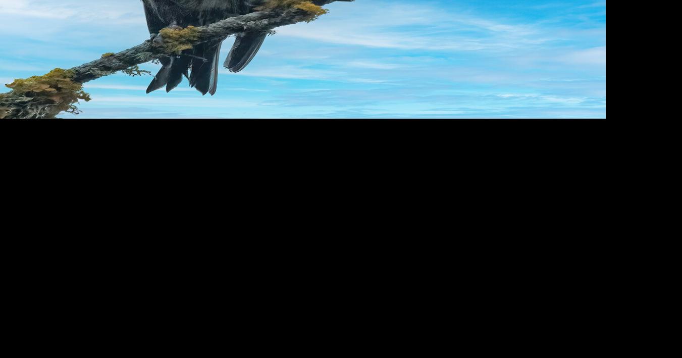 Red Crossbill a must-see bird this year | Lifestyle | ack.net