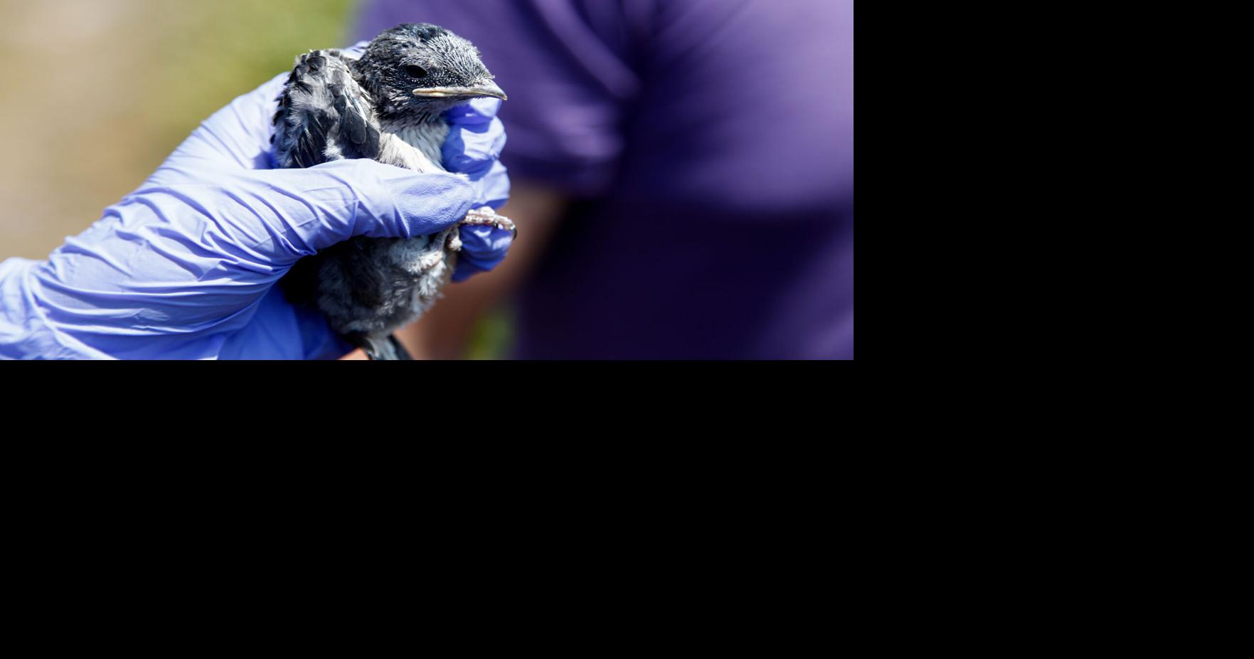 Another Purple Martin successfully leaves the nest | Lifestyle | ack.net