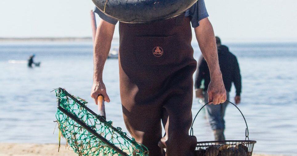 Recreational scalloping season underway | Happening Now | ack.net