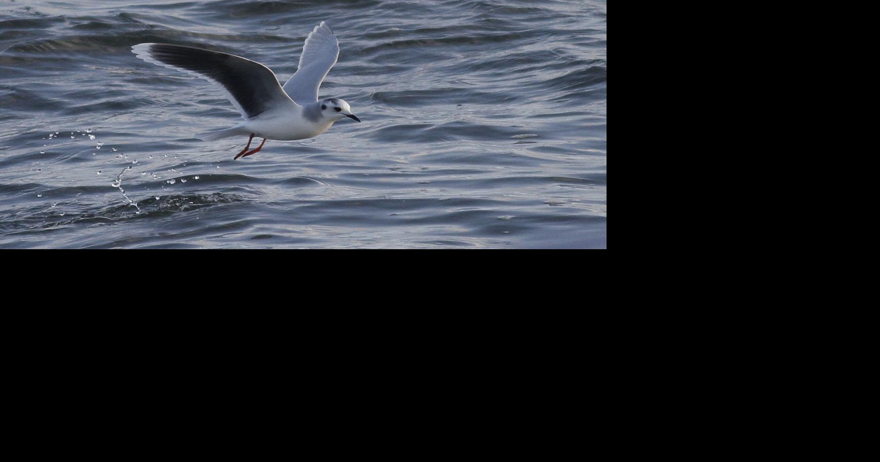 Little Gull makes big splash off Madaket | Lifestyle | ack.net