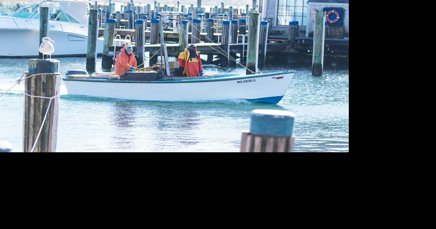 Commercial scalloping season opens Wednesday | Environment | ack.net