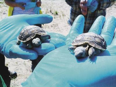 Combat Center protects tortoises | | adowl.hidesertstar.com
