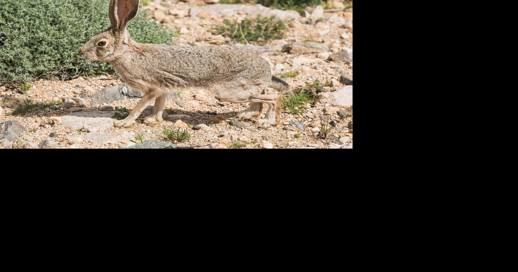 Deadly virus spreads in local rabbits | | adowl.hidesertstar.com