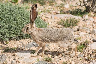 Deadly virus spreads in local rabbits | | adowl.hidesertstar.com