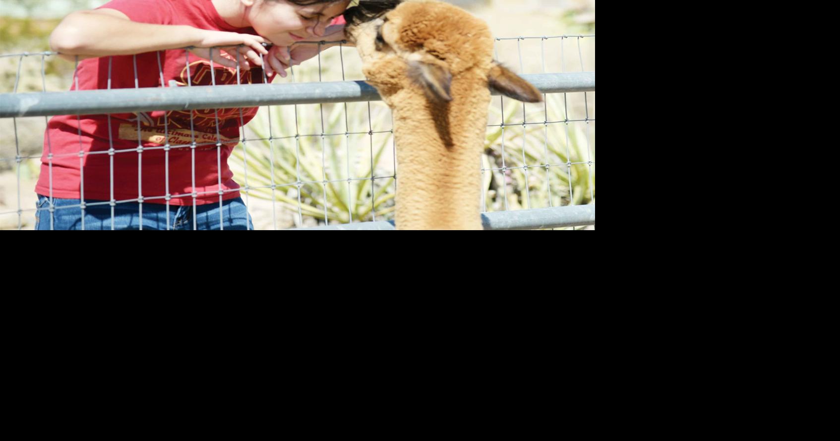 Alpaca owners share the magic of their animals | | adowl.hidesertstar.com