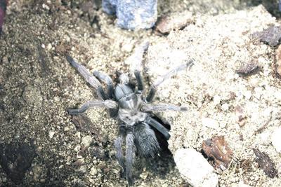 Tarantulas are out and about in the Hi-Desert | | adowl.hidesertstar.com