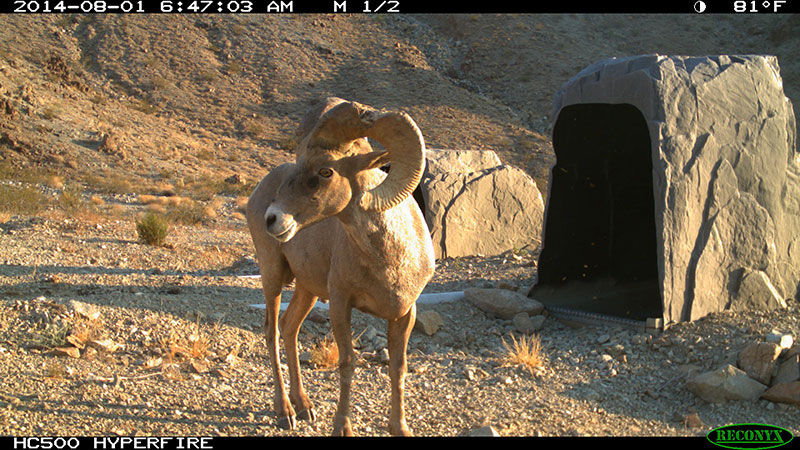 Bighorn sheep society dives into D.C. controversy | | adowl ...